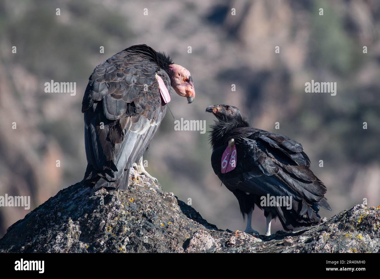 California condors hi-res stock photography and images - Alamy