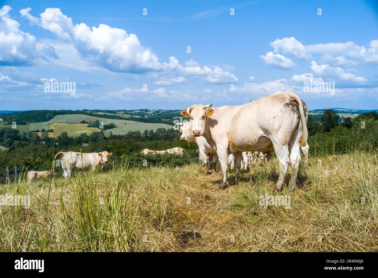 Cows, free-range herd from Elevage Mourgues in Puycornet (82) At the ...