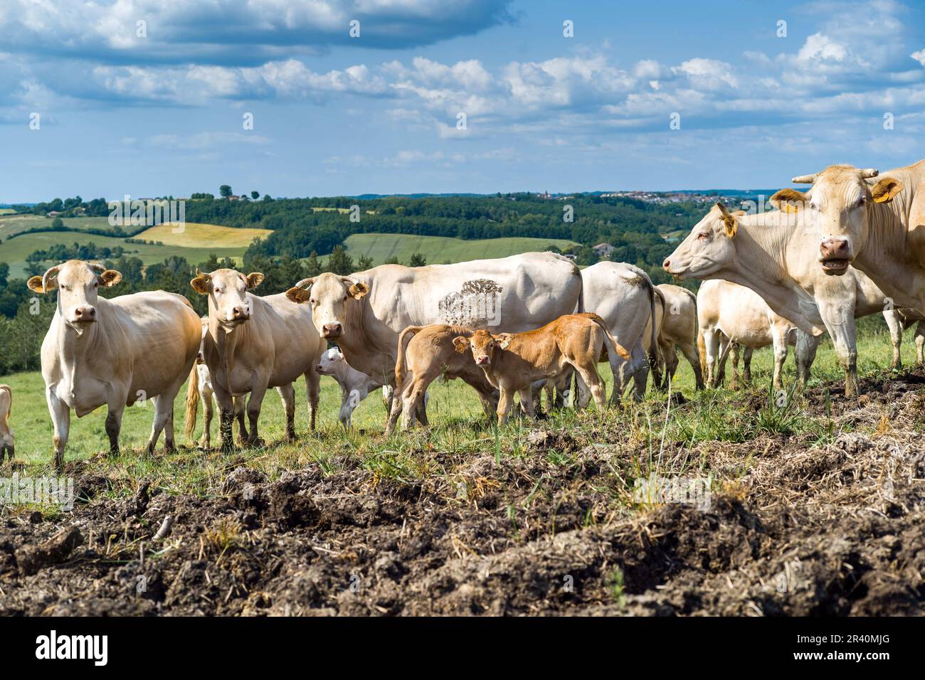 Cows, free-range herd from Elevage Mourgues in Puycornet (82) At the ...