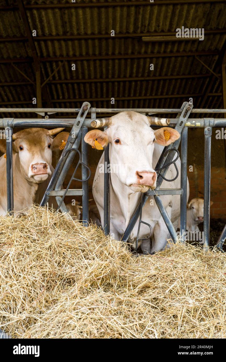 Calves in the stable. Cows, free-range herd from Elevage Mourgues in ...