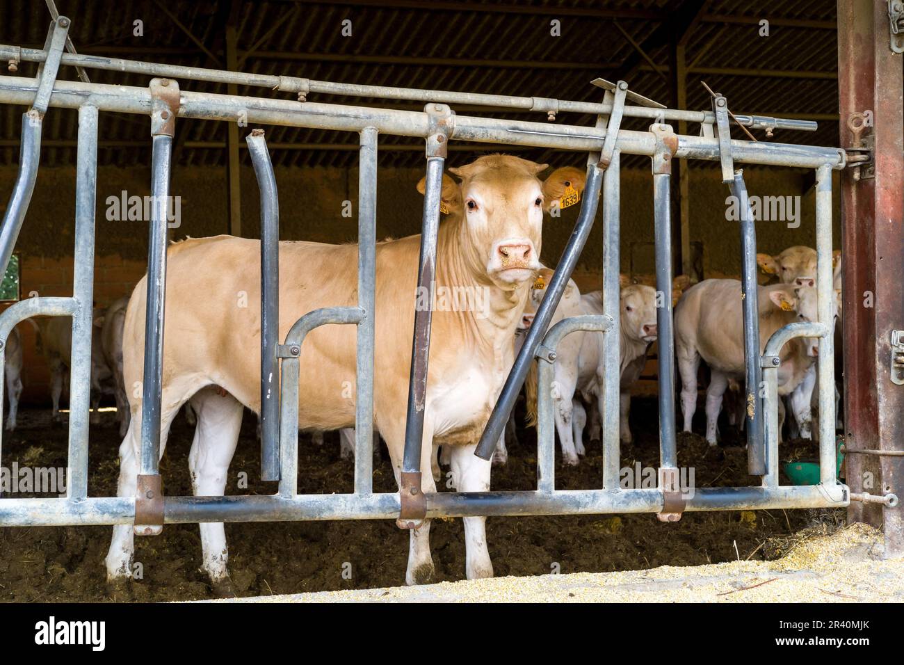 Calves in the stable. Cows, free-range herd from Elevage Mourgues in ...