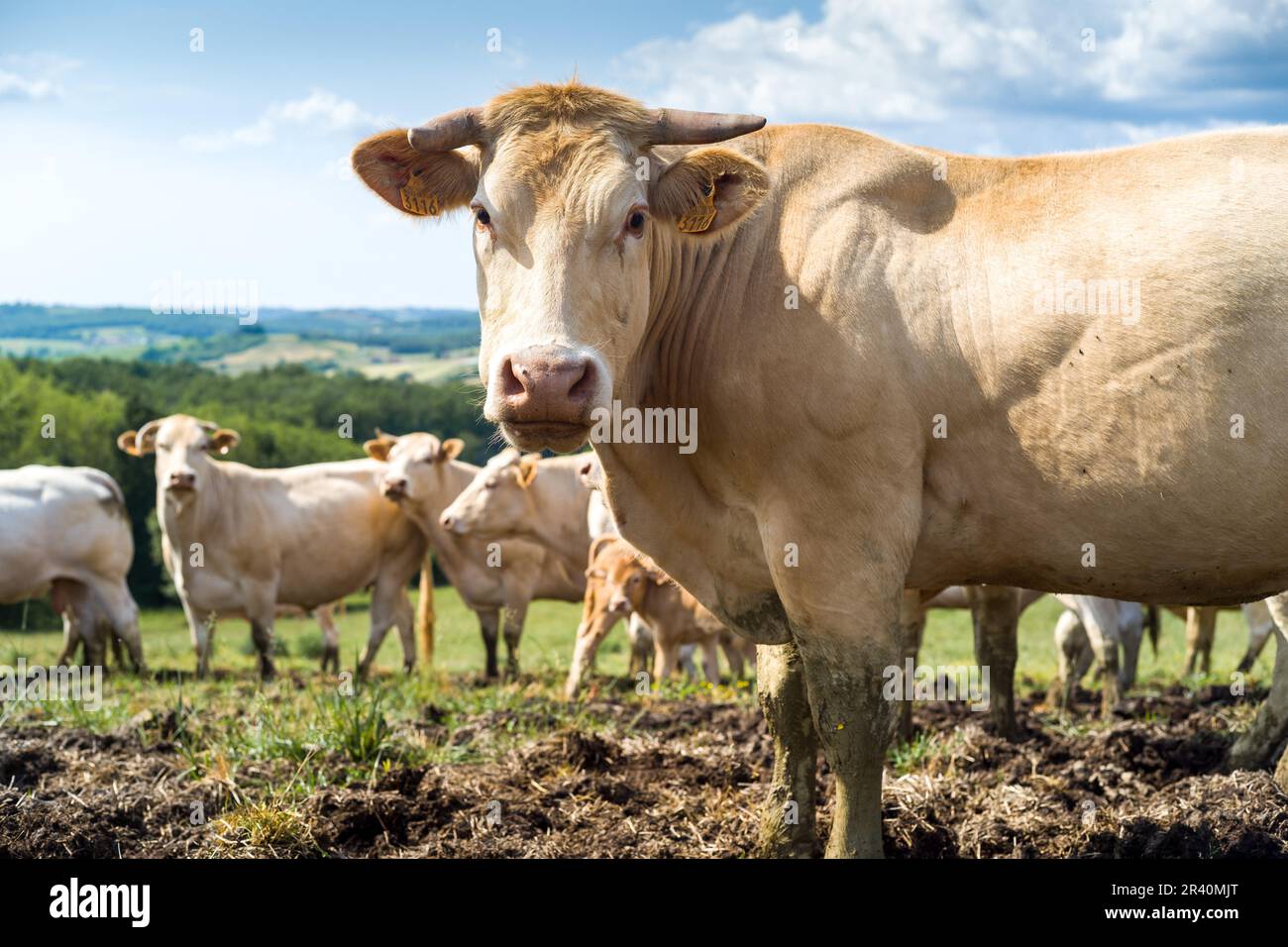Cows, free-range herd from Elevage Mourgues in Puycornet (82) At the ...
