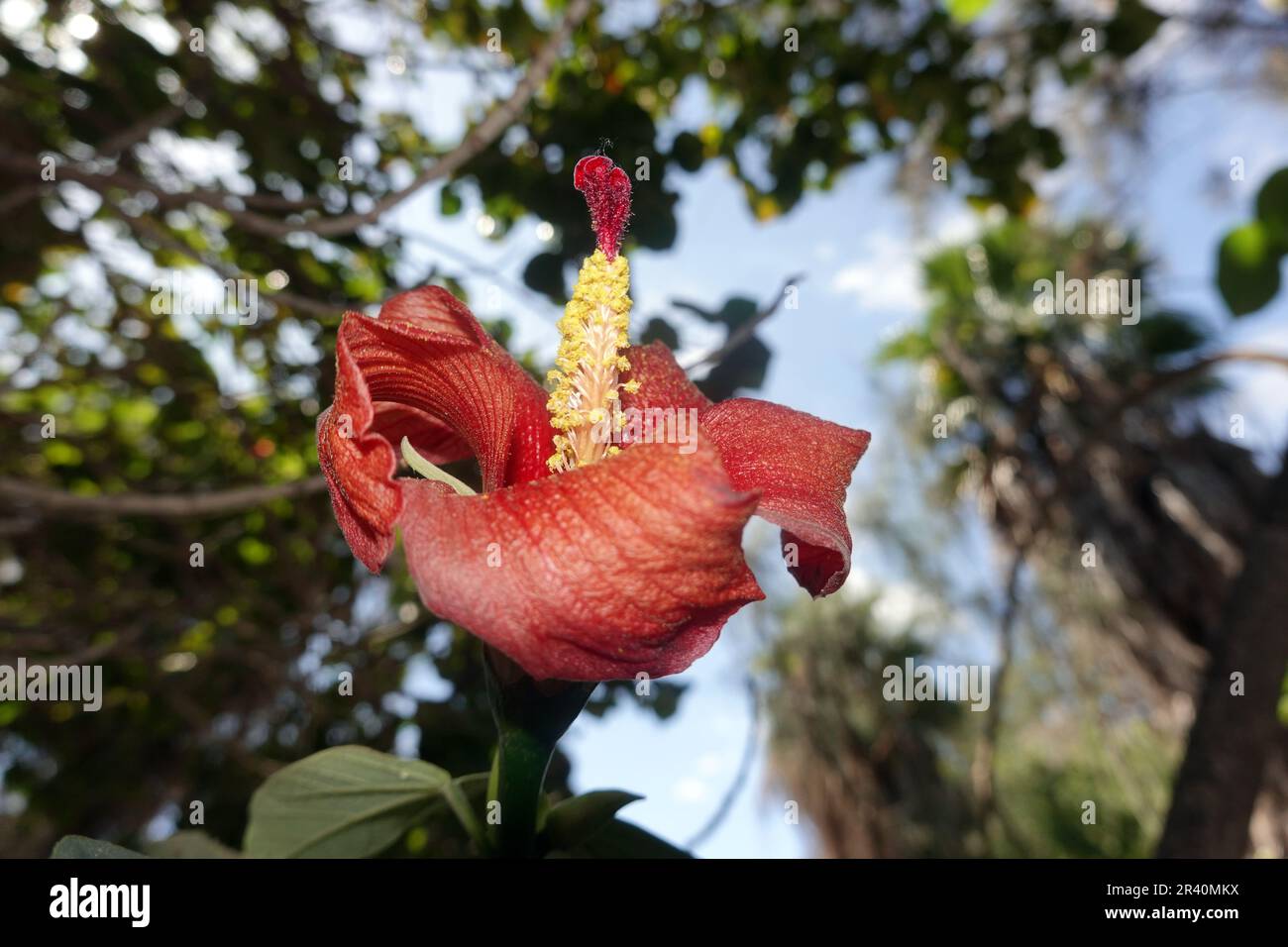 Talipariti elatum (Syn. Hibicus elatus Stock Photo - Alamy