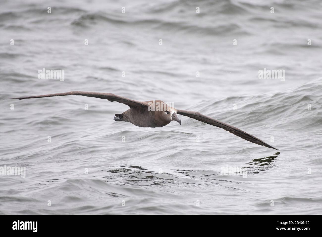 Black-footed albatross flying over the ocean Stock Photo - Alamy