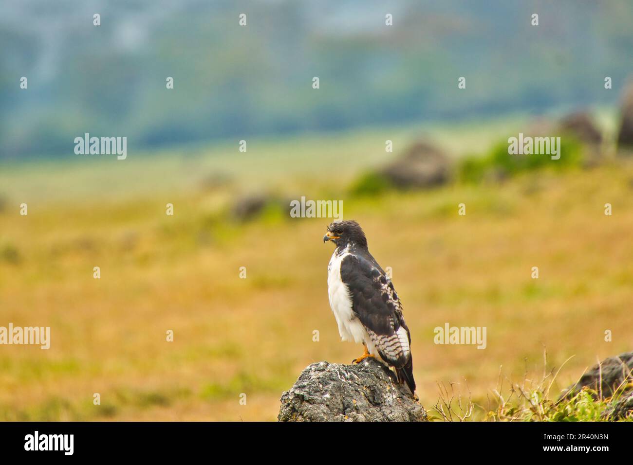 A rare Augur buzzard close up inside Ngorongoro crater, Tanzania Stock ...