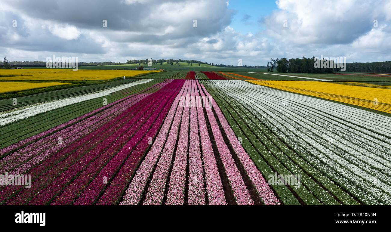 Aerial from blossoming tulip fields in the Chile near Osorno Stock ...