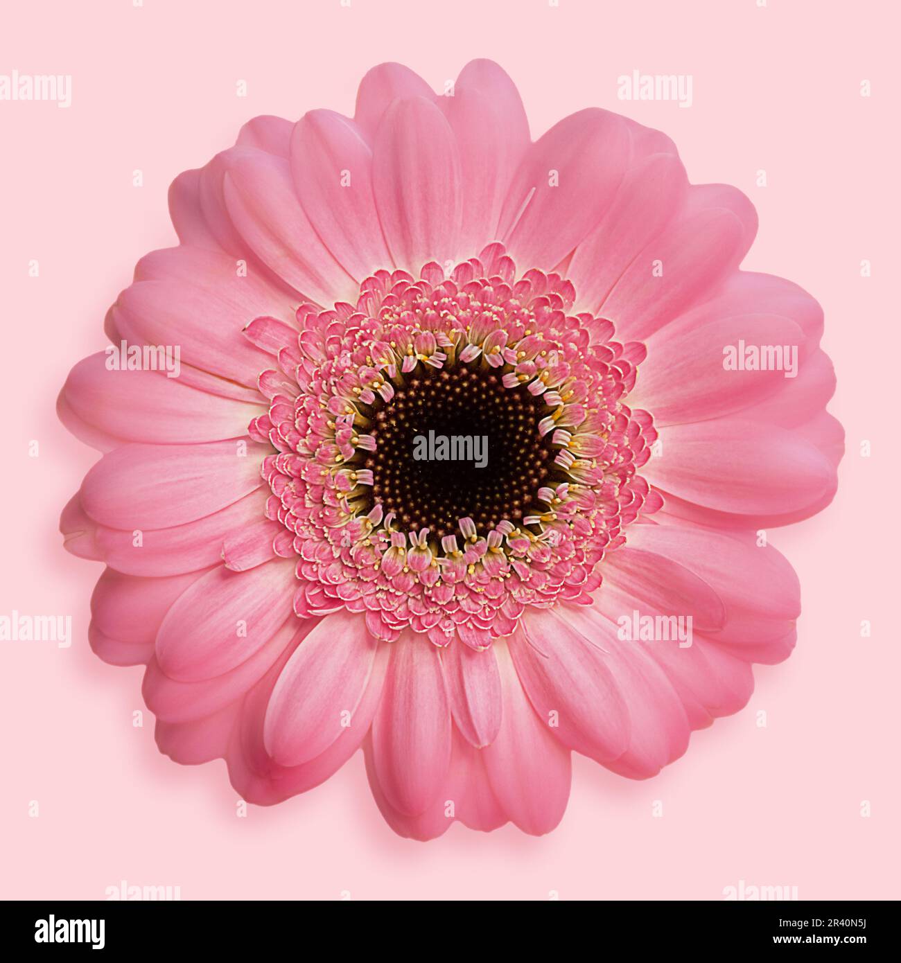 single one bud of pink flower Gerbera isolated on white background ...