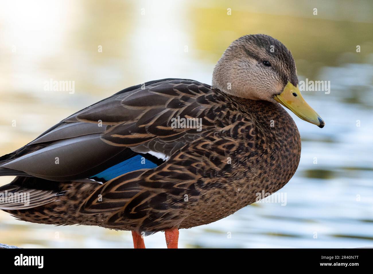 Mexican duck hi-res stock photography and images - Alamy