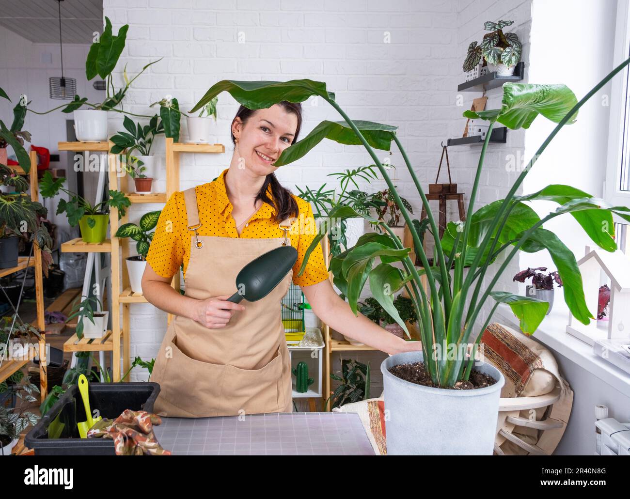Repotting home plant strelitzia nicolai into new pot big basket, roots ...