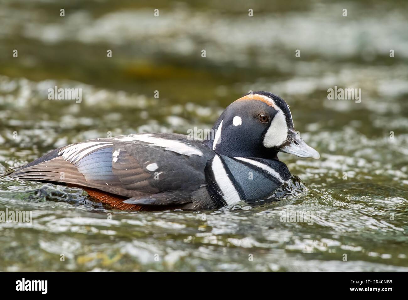 Male harlequin duck in hi-res stock photography and images - Alamy