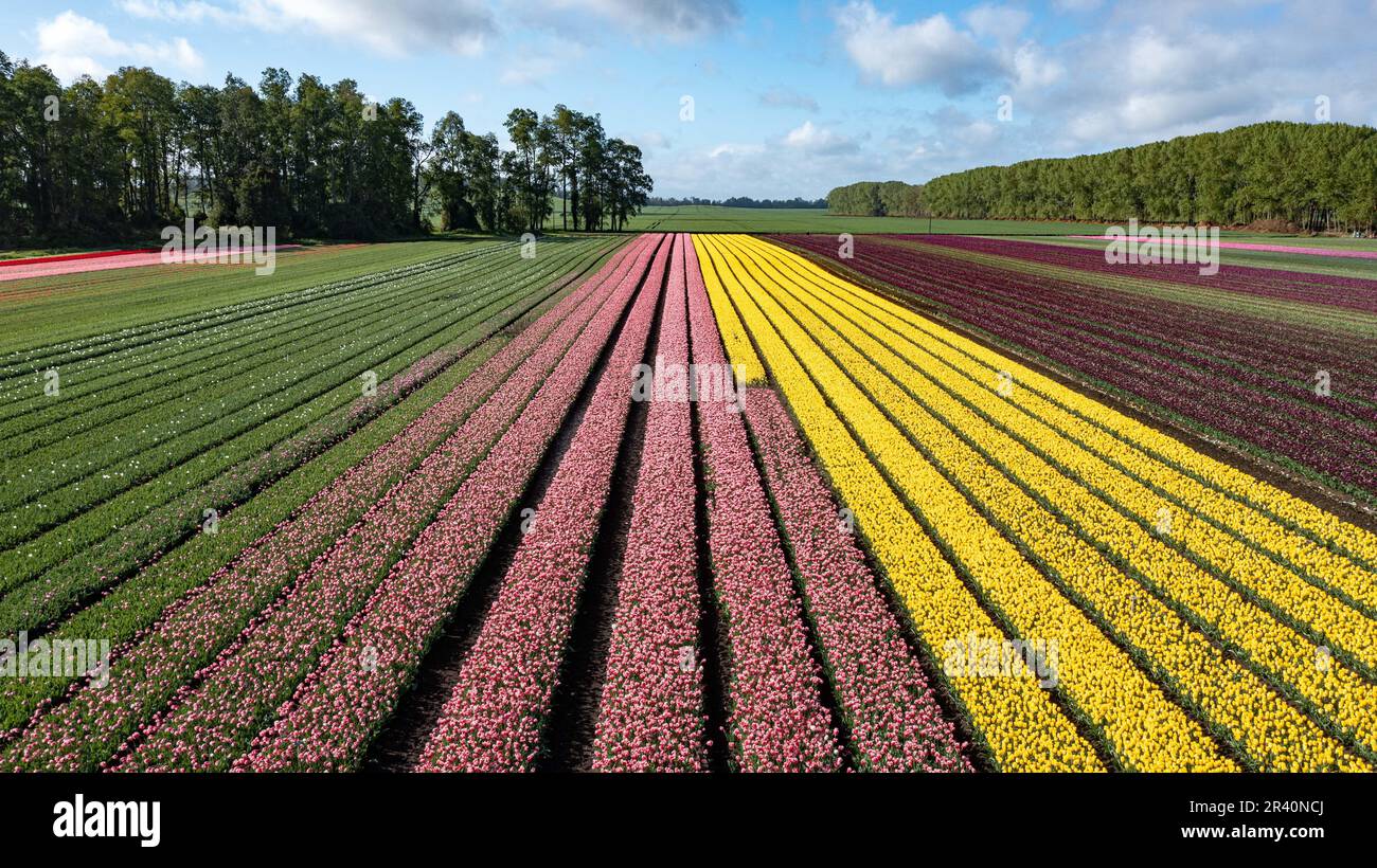 Aerial from blossoming tulip fields in the Chile near Osorno Stock ...