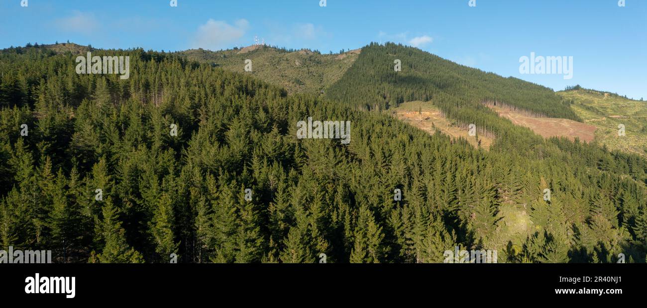 Aerial view to pine forest hi-res stock photography and images - Alamy