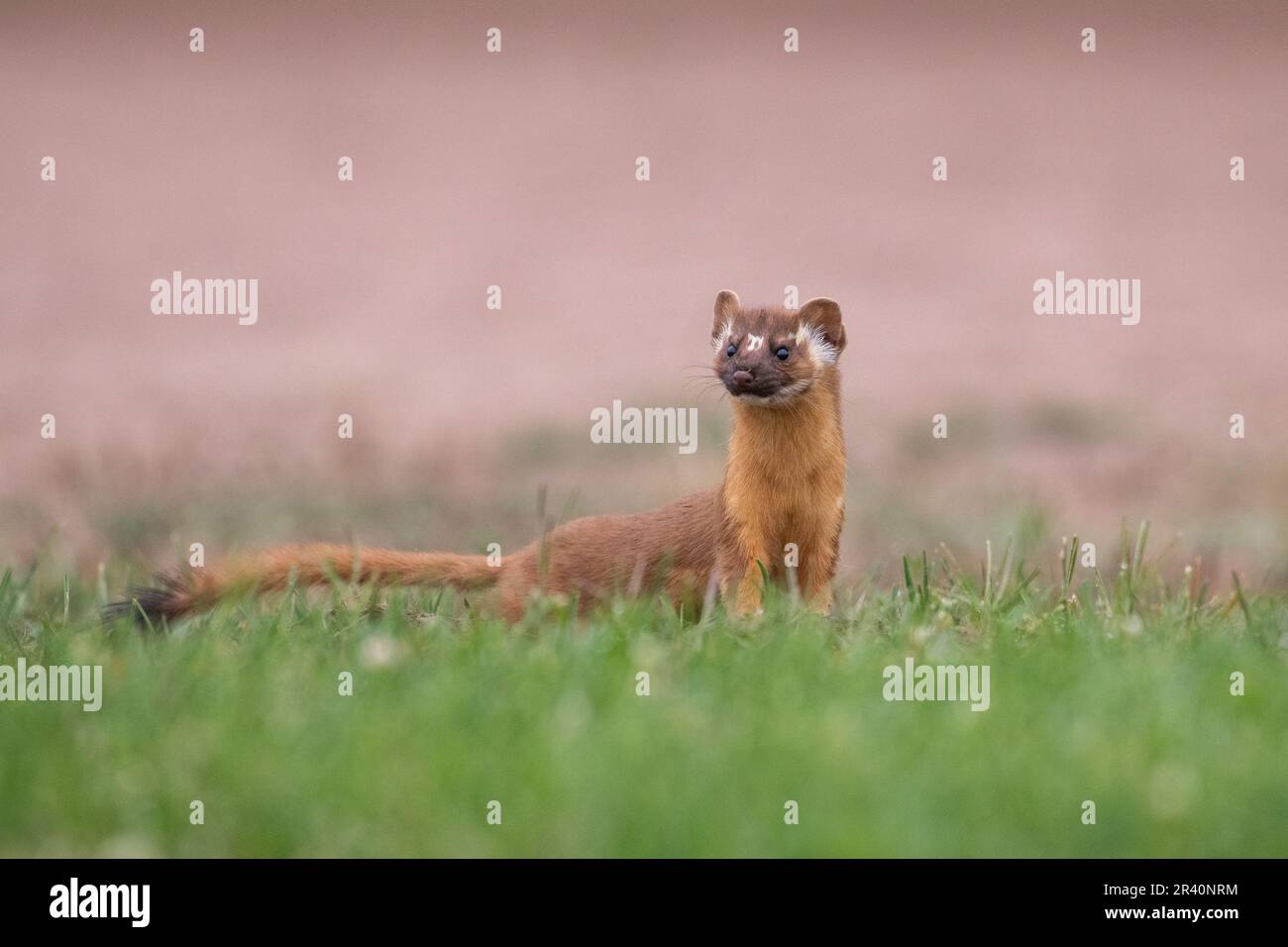Long tailed weasel hi-res stock photography and images - Alamy