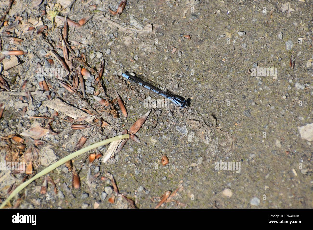 Blue feather damselfly hi-res stock photography and images - Alamy