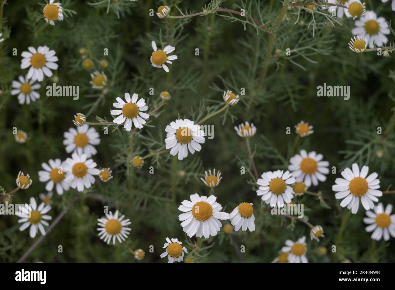 chamomile field macro white flowers background morning sun close up ...