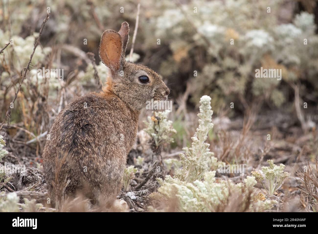 Brush rabbit in brush by beach Stock Photo - Alamy
