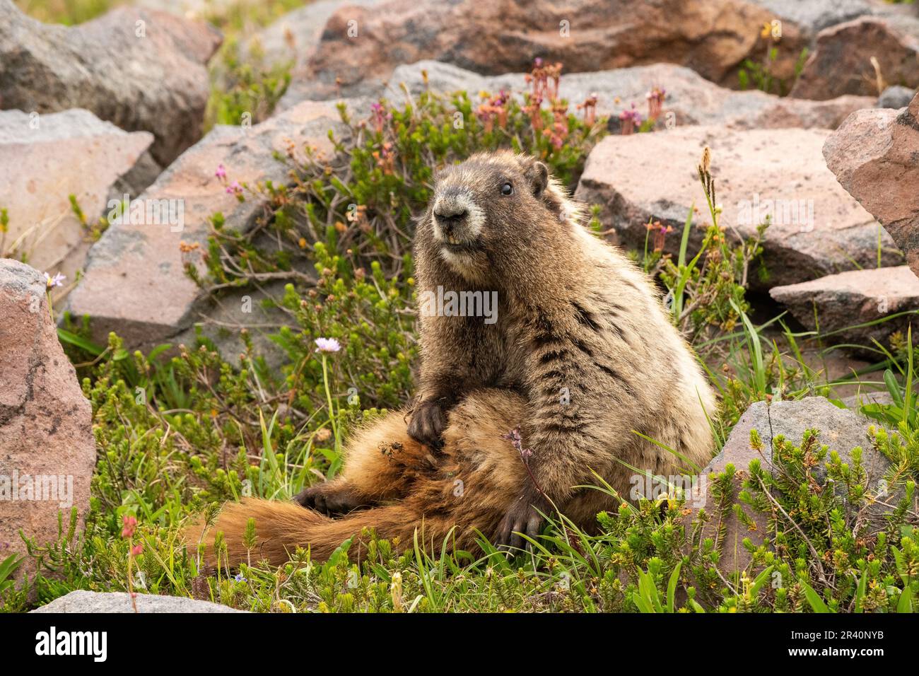 Yellow bellied marmot in a meadow Stock Photo - Alamy