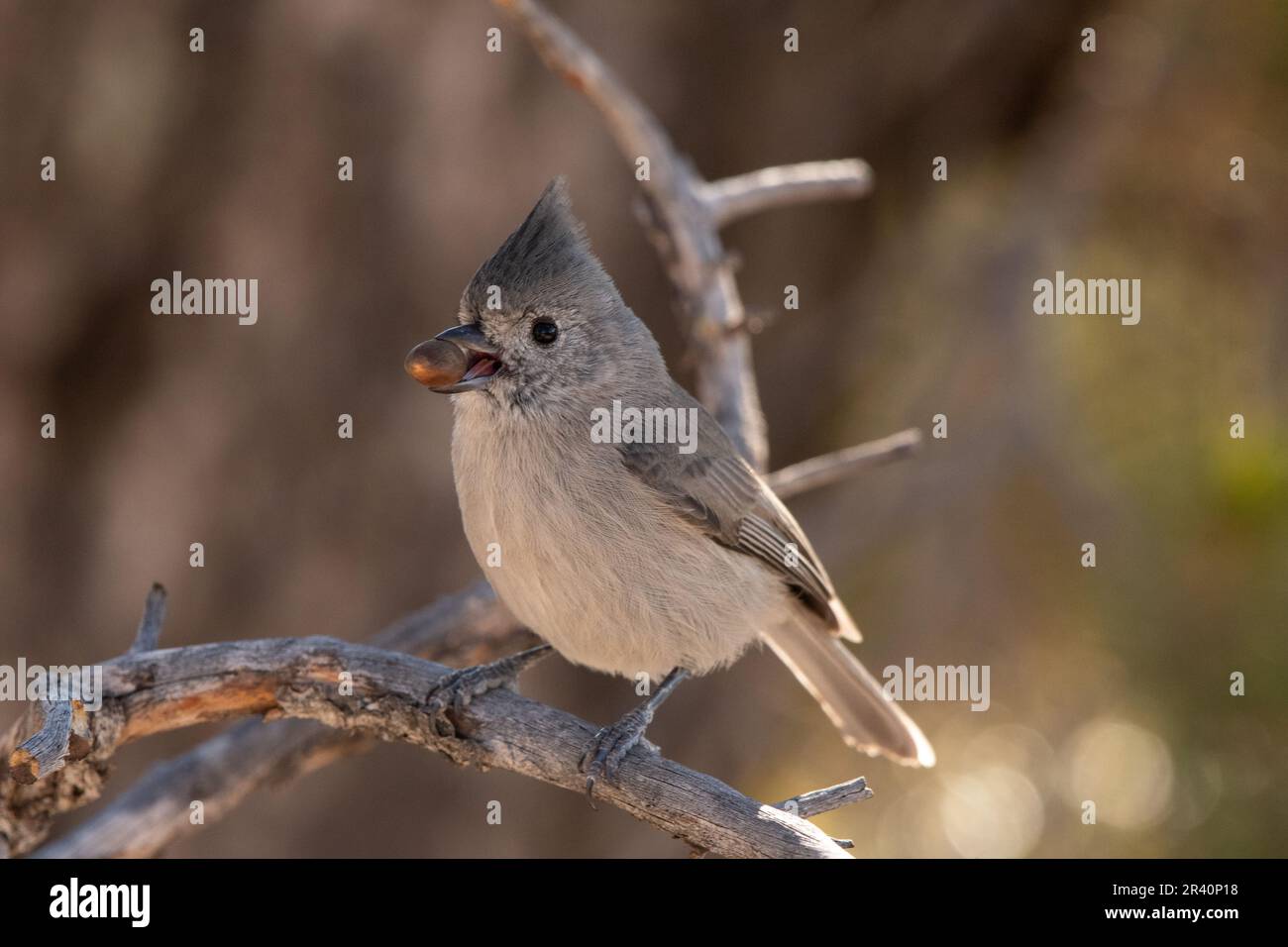Juniper titmouse hi-res stock photography and images - Alamy