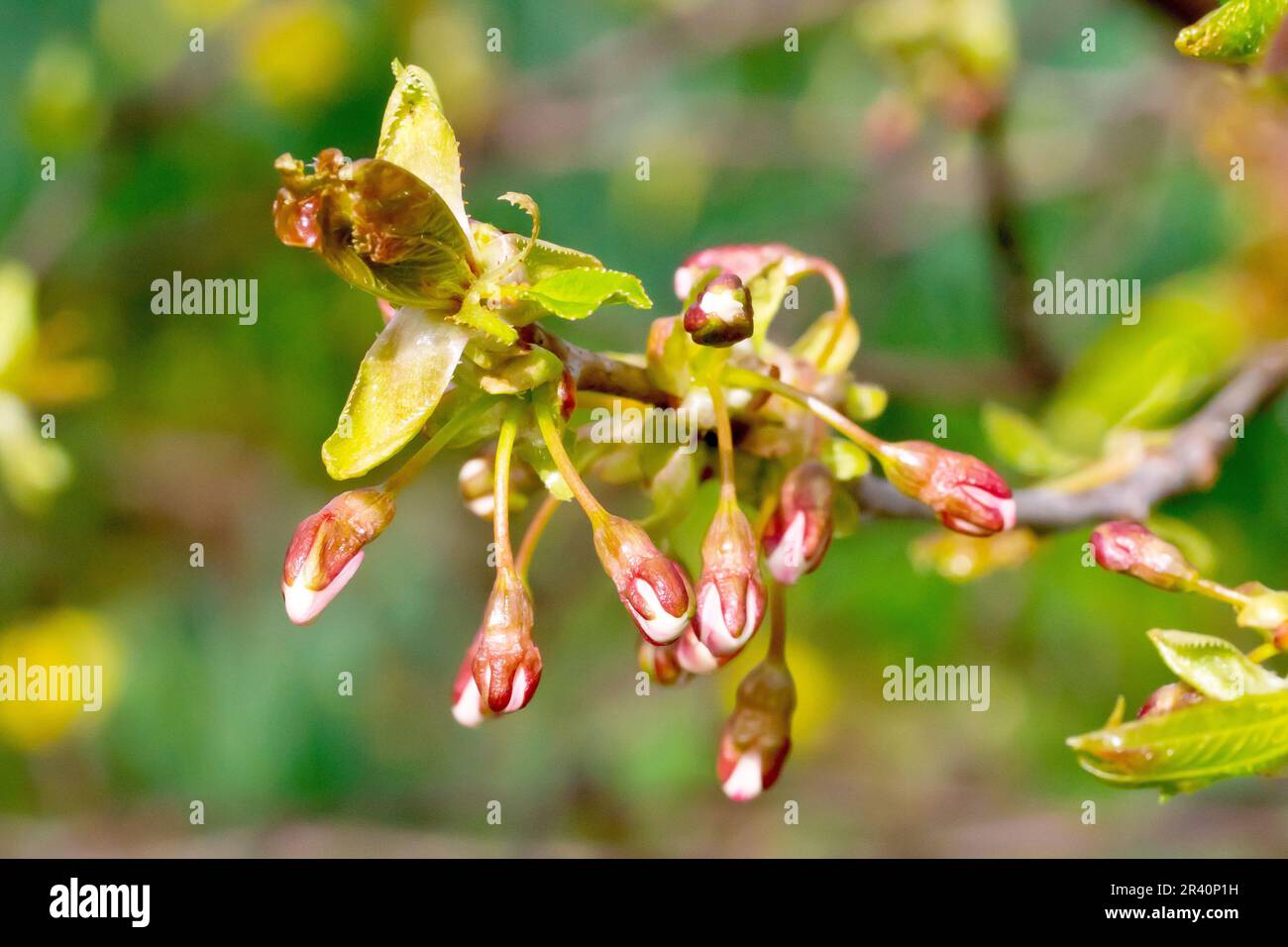 Cherry tree buds hi-res stock photography and images - Alamy