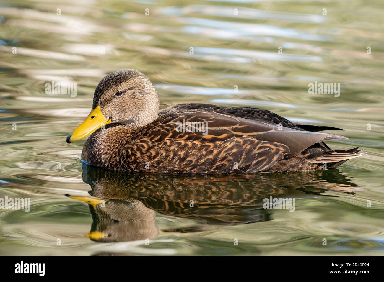 Mexican duck in a pond Stock Photo - Alamy