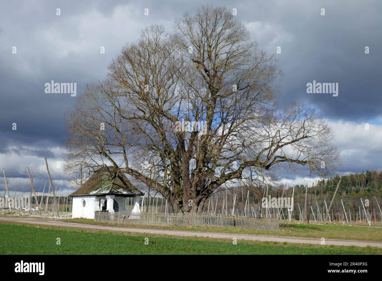 Natural monument linden tree hi-res stock photography and images - Alamy