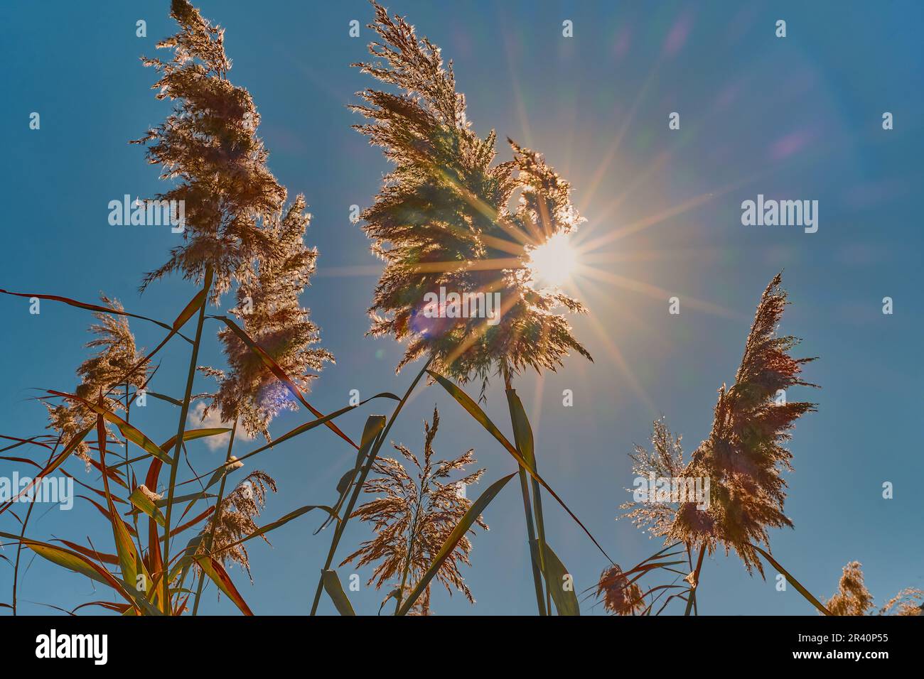 Reeds on bright sunny day in a yellow reed field, The sun shines ...