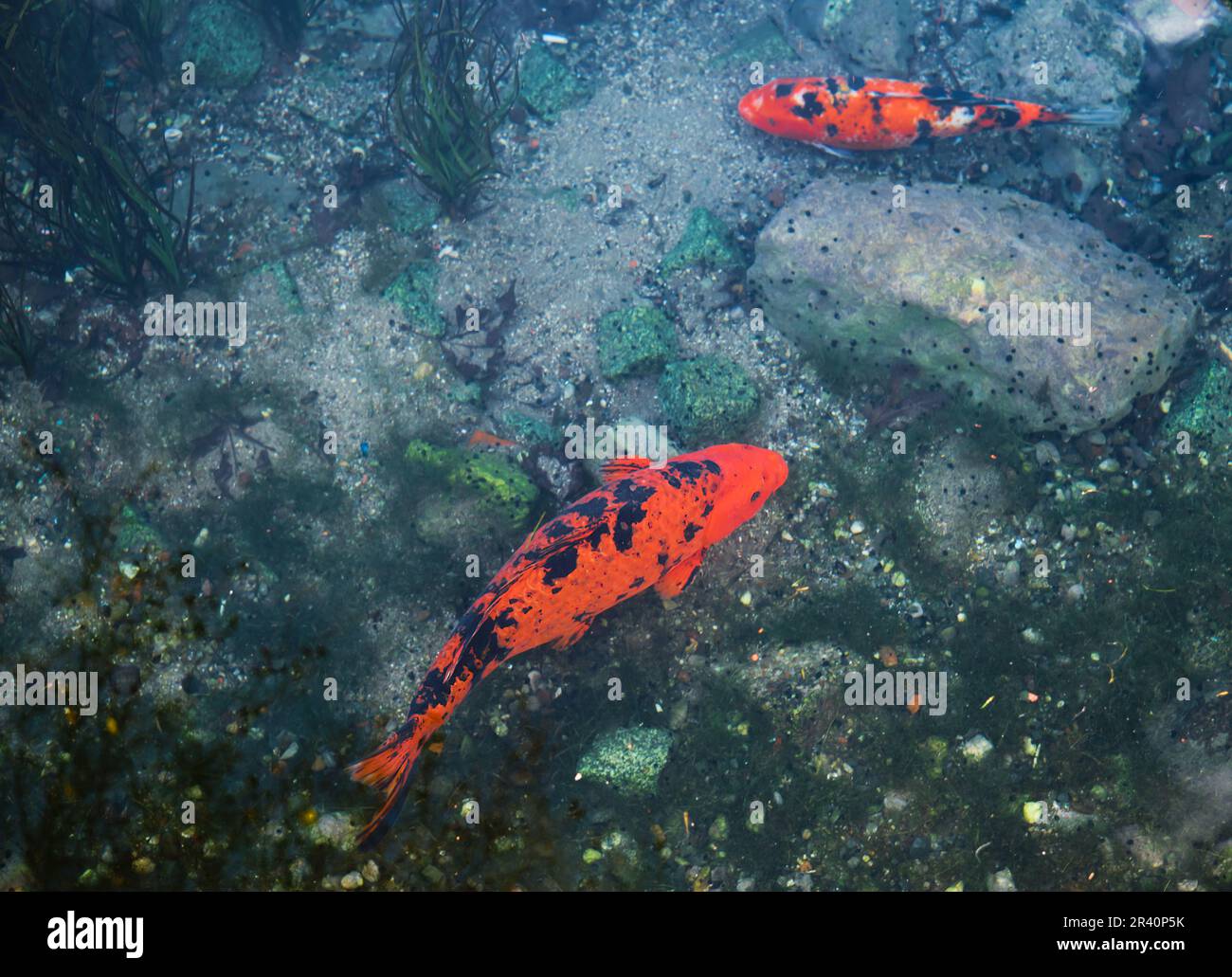 Red carp hi-res stock photography and images - Alamy