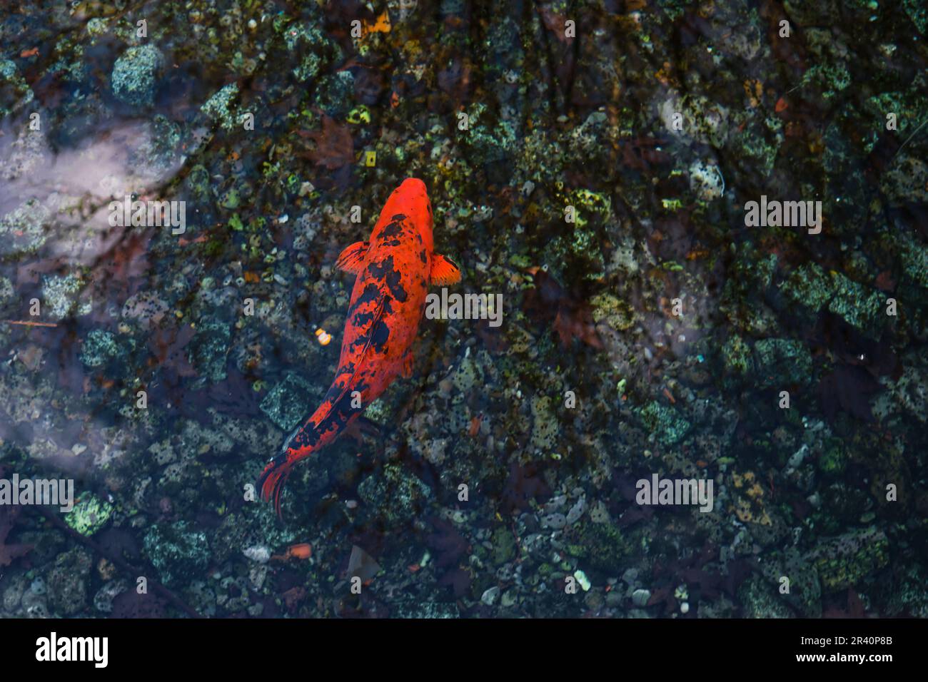 Red carp hi-res stock photography and images - Alamy