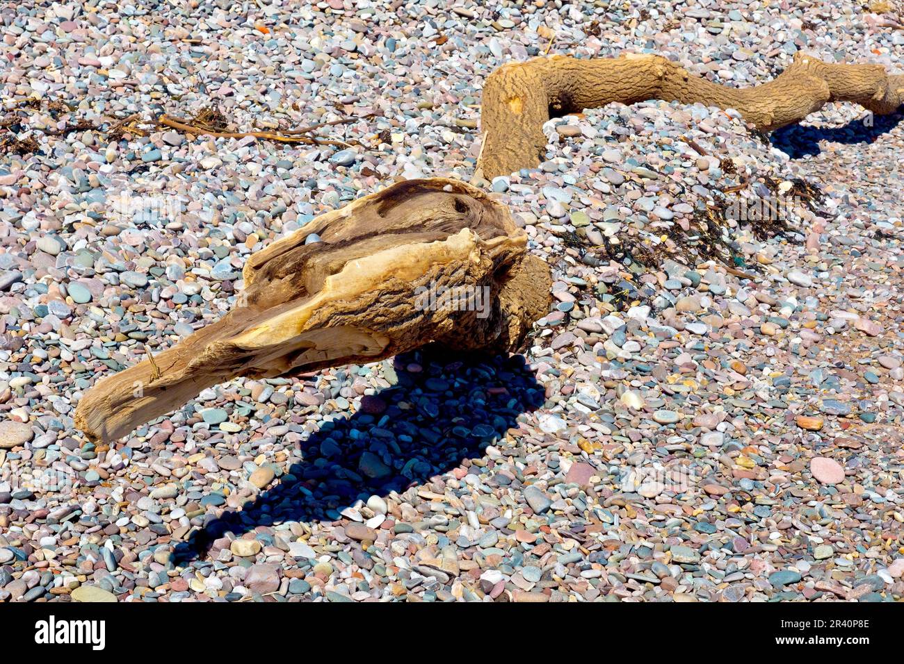 Close up of a large log or part of a tree washed up as driftwood and ...