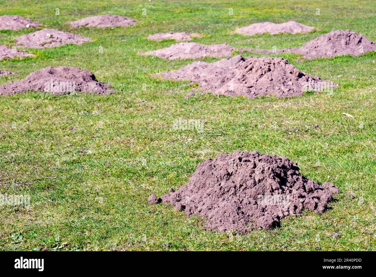 Molehills, heaps or piles of earth pushed to the surface by the ...