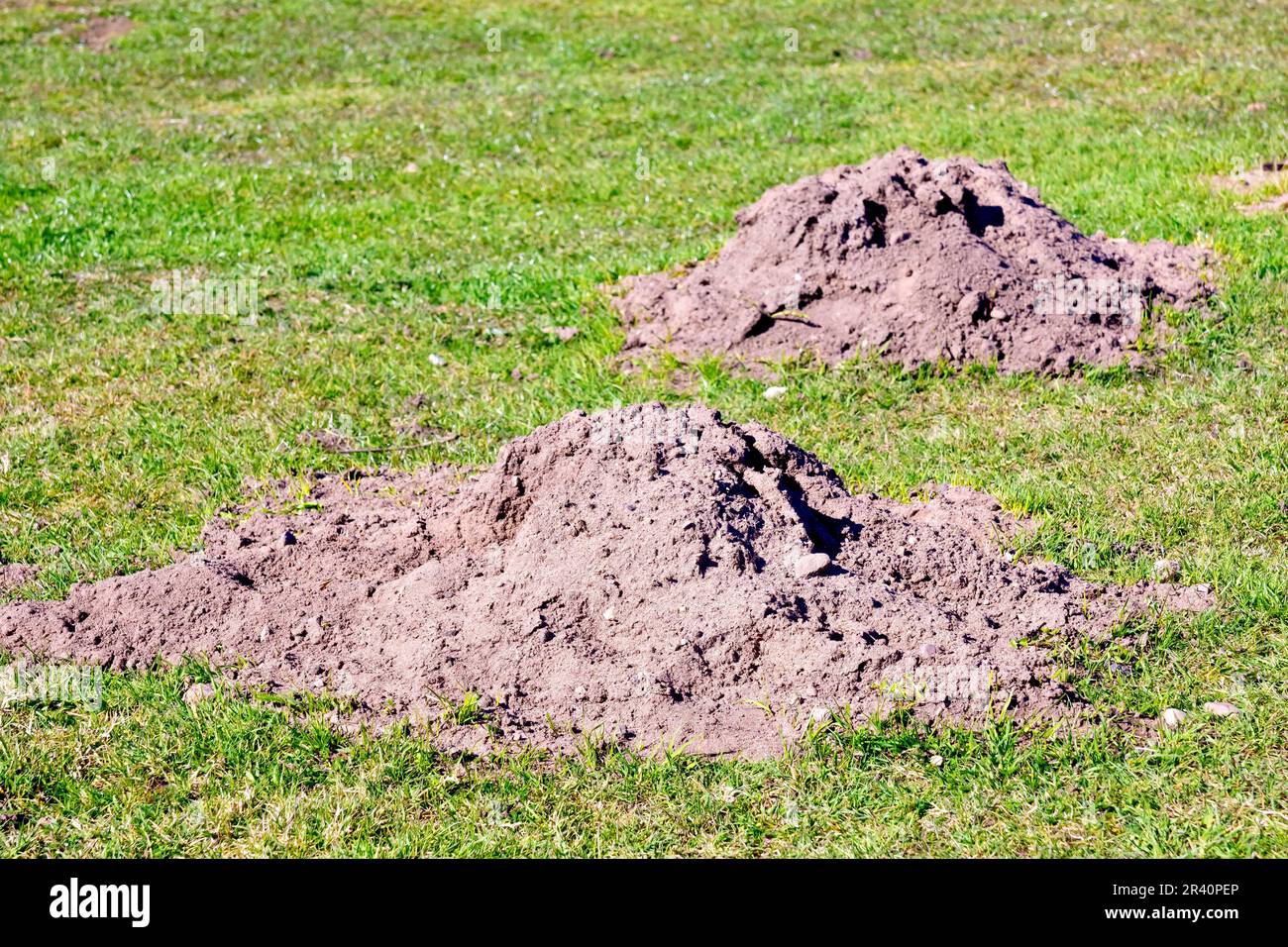 Molehills, heaps or piles of earth pushed to the surface by the ...