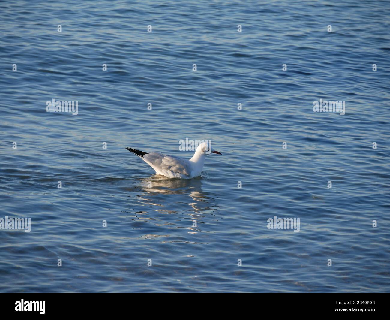 Isolated seagull swimming in the sea. One sea gull in the blue ocean ...
