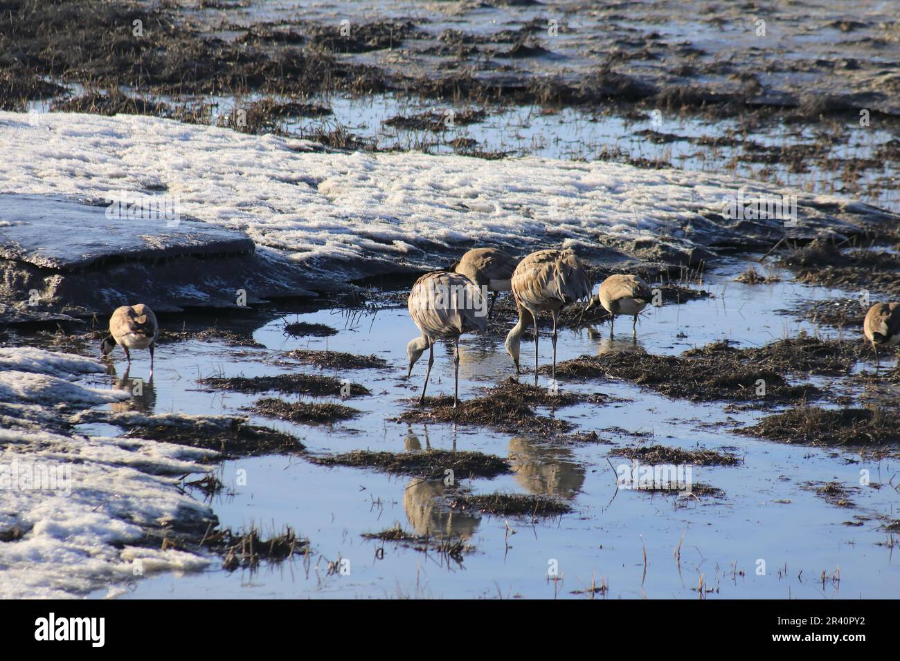 Snowy goose hi-res stock photography and images - Alamy