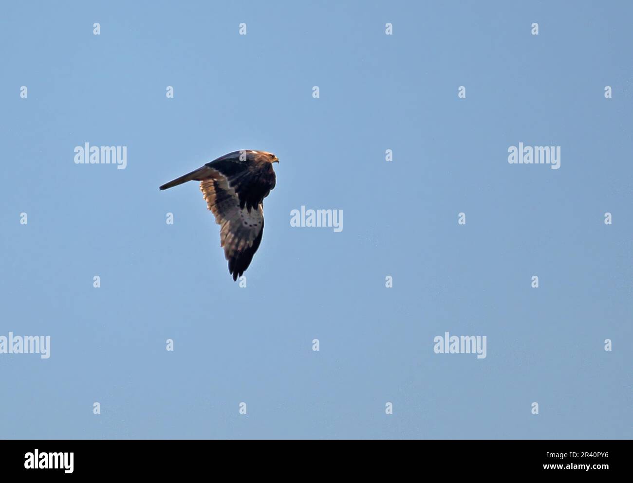 Booted Eagle (Hieraetus pennatus) intermediate colour phase adult in ...