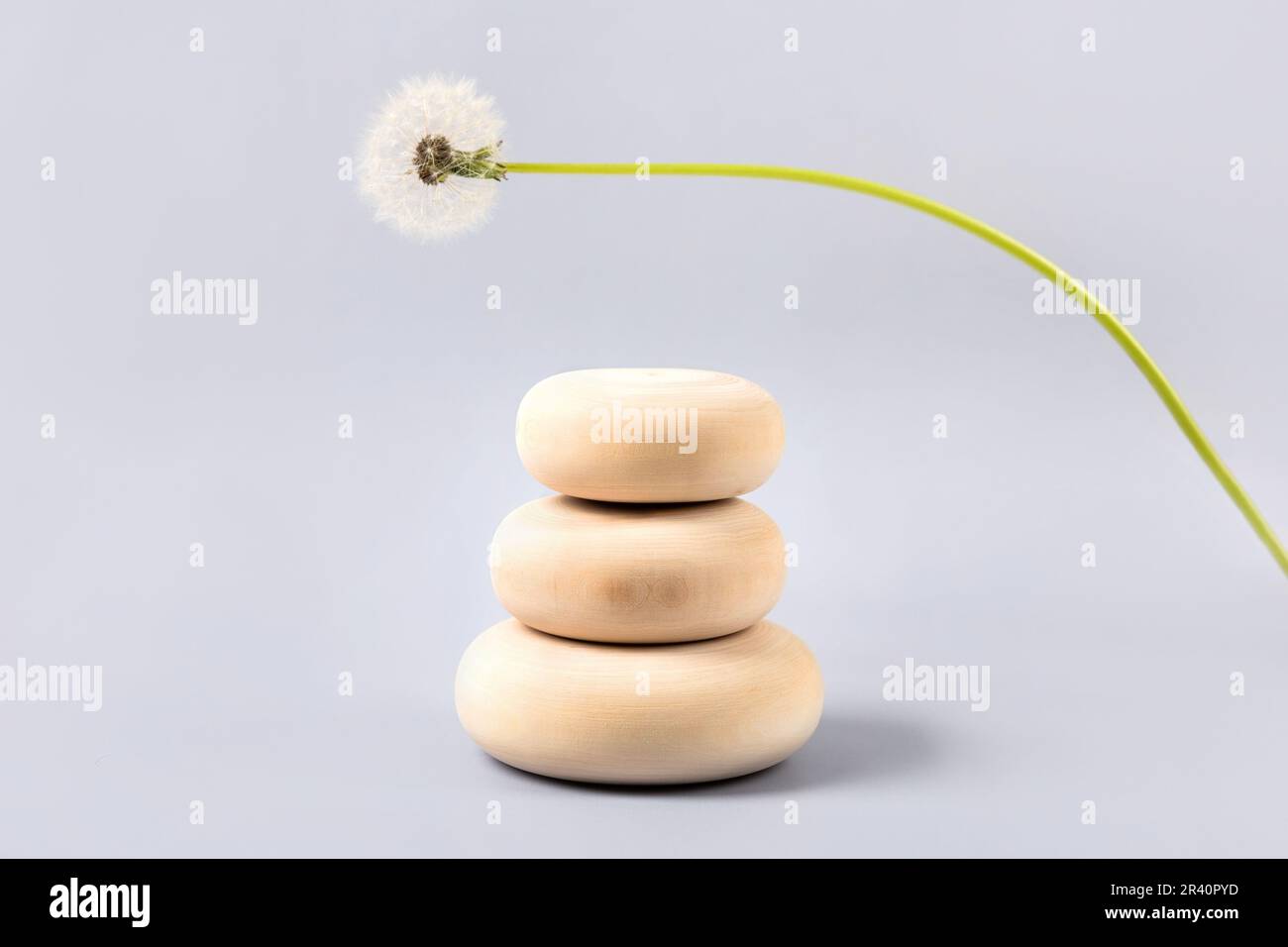 Wood stones podium and soft fluffy dandelion with white seeds. Concept ... Wood stones podium and soft fluffy dandelion with white seeds. Concept ...