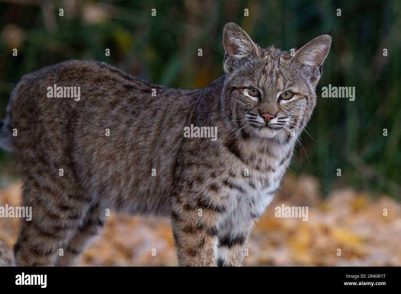 Juvenile Bobcat