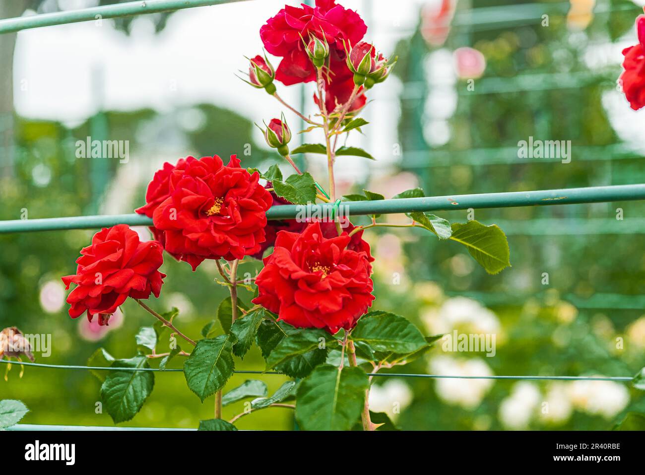 Rome, Italy Rose Garden In Full Bloom with Red and Pink flowers Stock ...