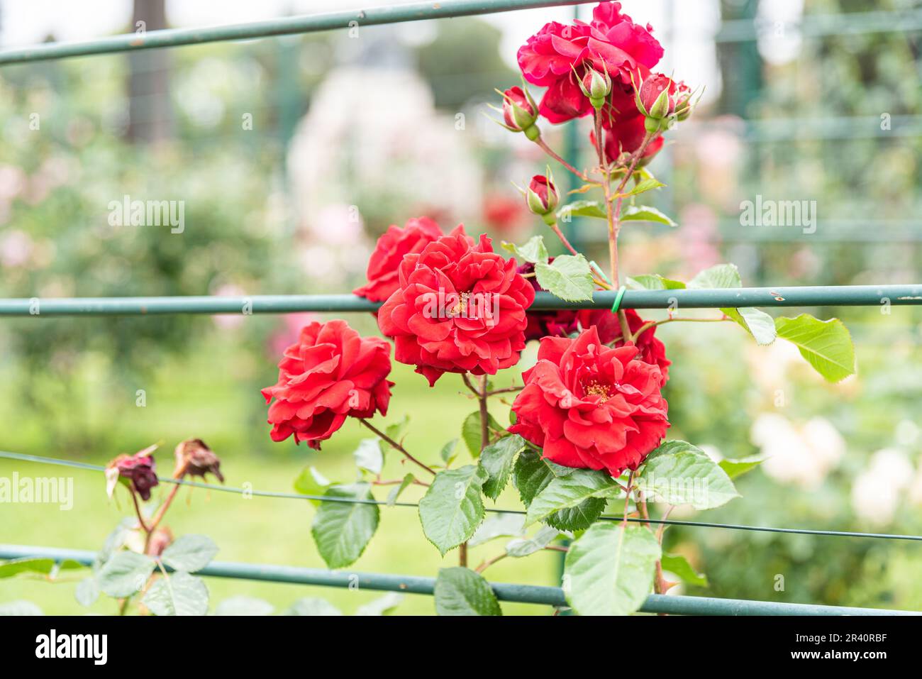 Rome, Italy Rose Garden In Full Bloom with Red and Pink flowers Stock ...