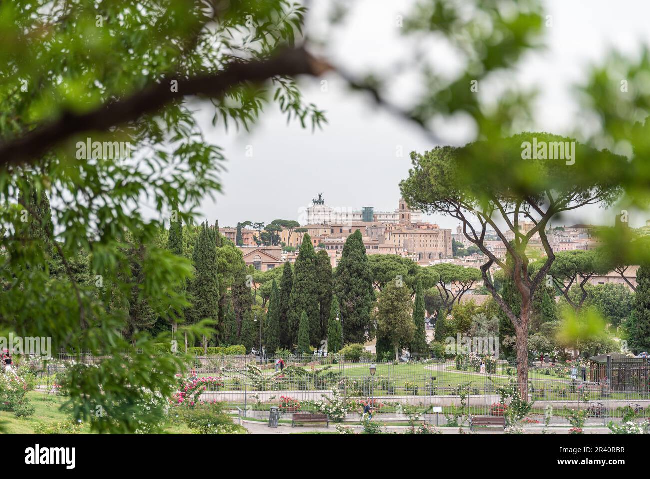 Rome, Italy Rose Garden In Full Bloom with Red and Pink flowers Stock ...