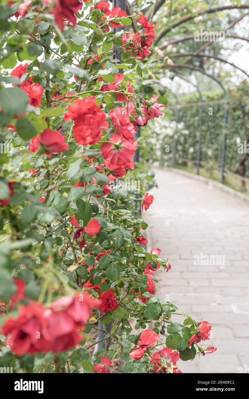 Rome, Italy Rose Garden In Full Bloom with Red and Pink flowers Stock ...