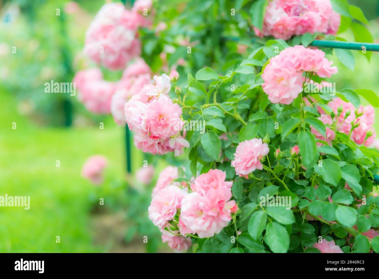 Rome, Italy Rose Garden In Full Bloom with Red and Pink flowers Stock ...