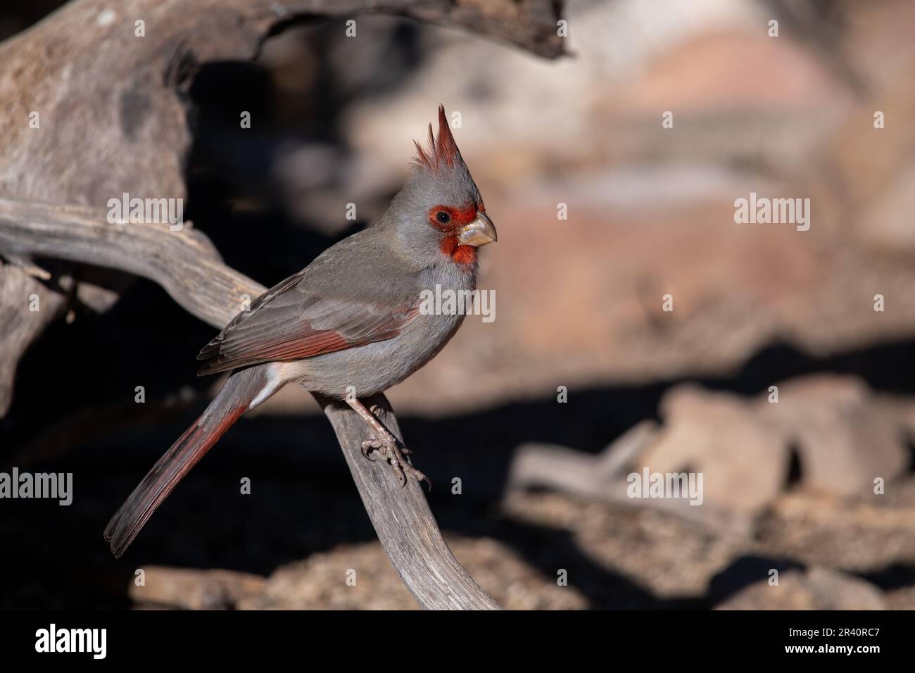 Pyrrhuloxia bird cardinal hi-res stock photography and images - Alamy