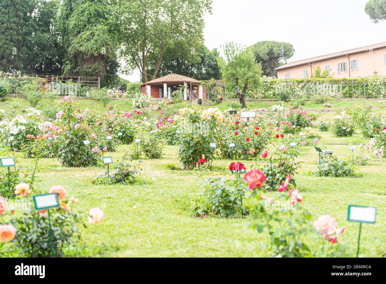 Rome, Italy Rose Garden In Full Bloom with Red and Pink flowers Stock ...