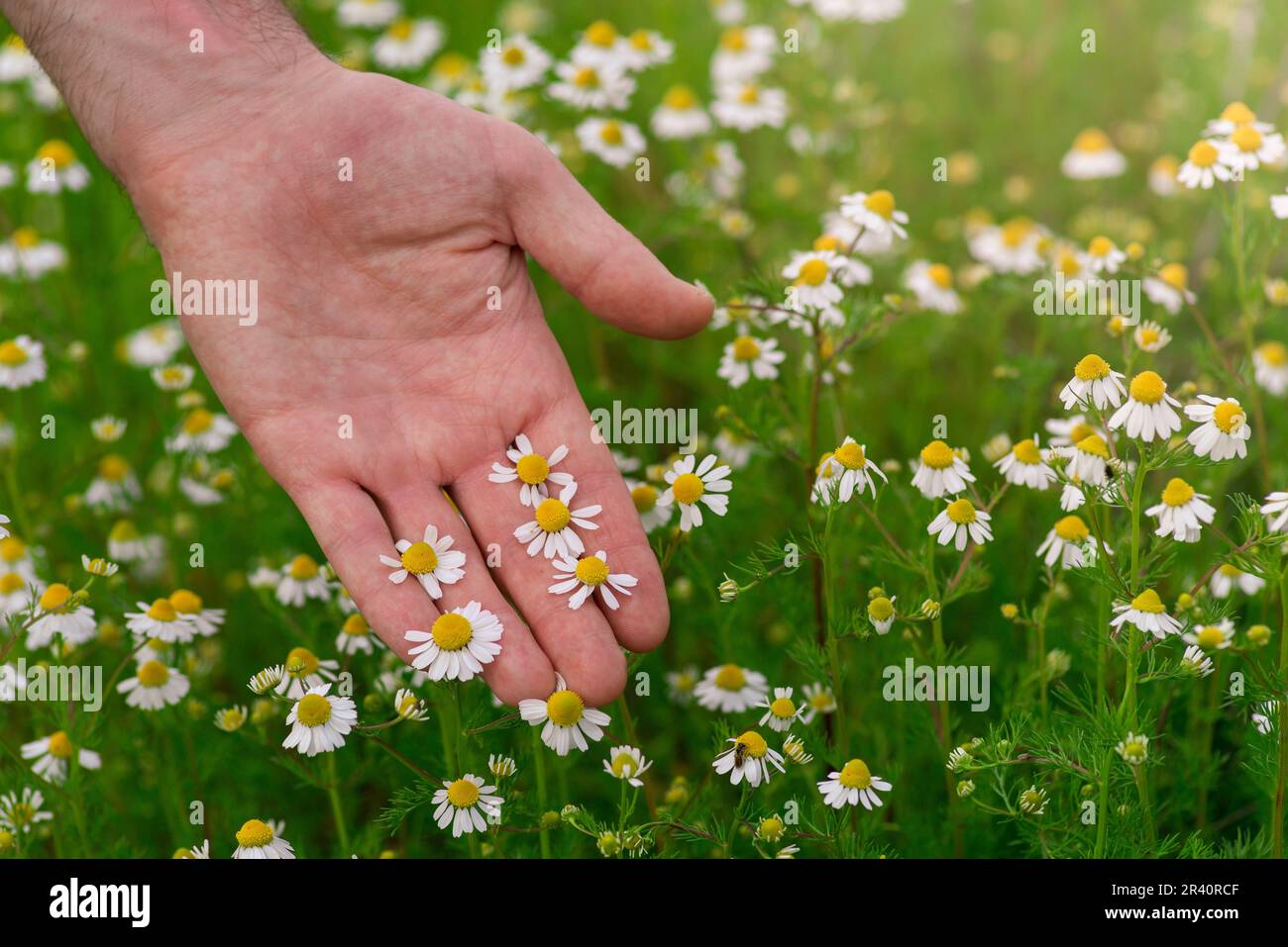 Roman chamomile harvest hi-res stock photography and images - Alamy
