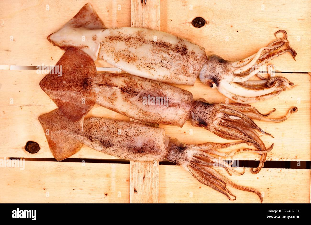 European flying squid hi-res stock photography and images - Alamy