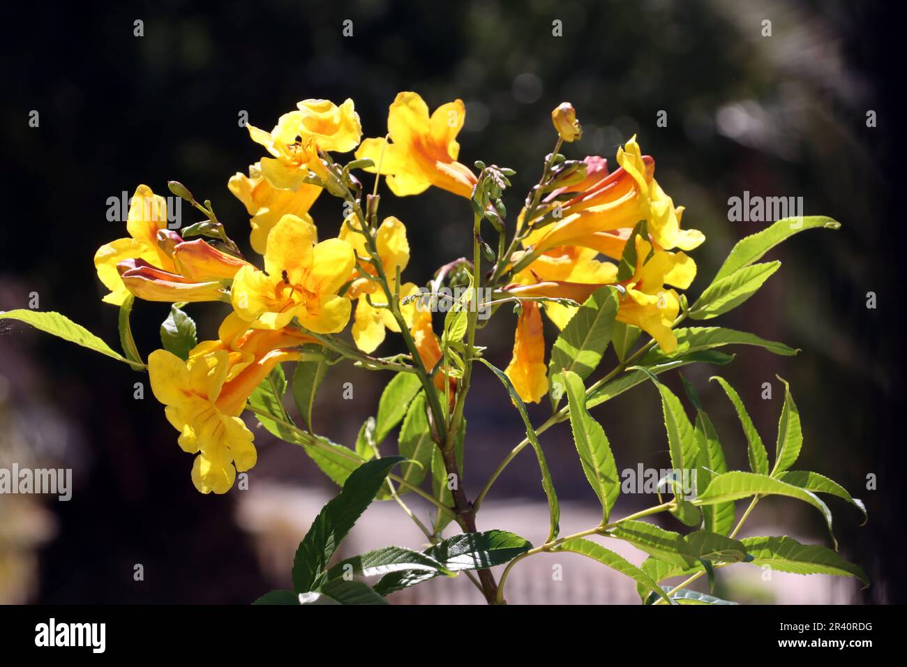 Yellow trumpet flower, yellow trumpet bush (Tecoma stans Stock Photo ...