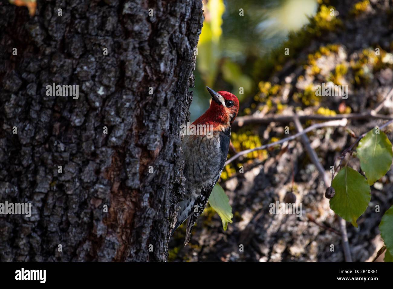 Red headed sapsucker hi-res stock photography and images - Alamy