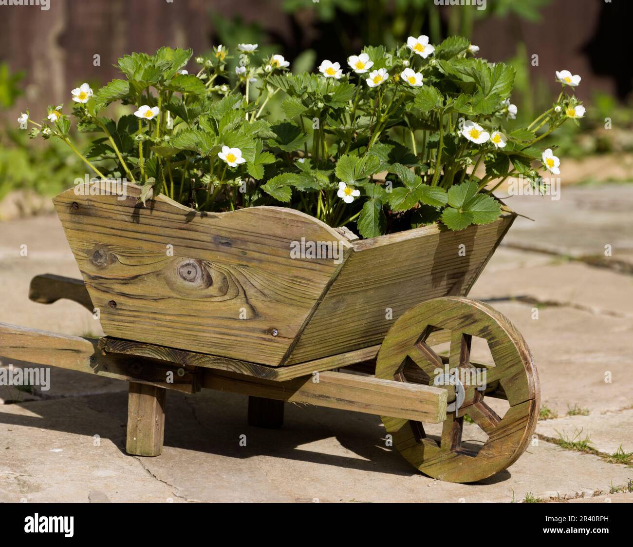 Strawberry Flowers in Wheelbarrow Planter Stock Photo - Alamy
