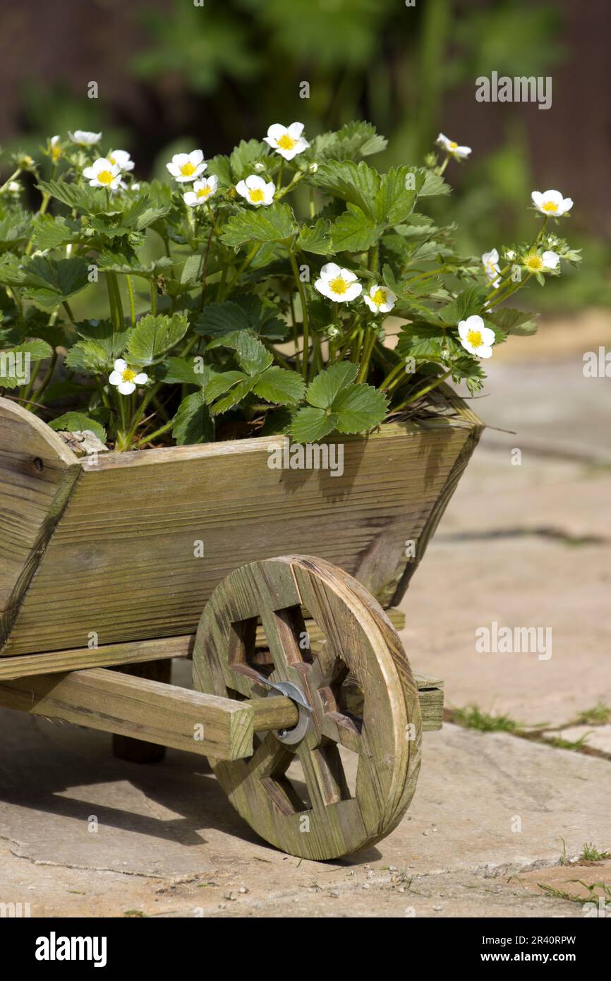 Strawberry Flowers in Wheelbarrow Planter Stock Photo - Alamy