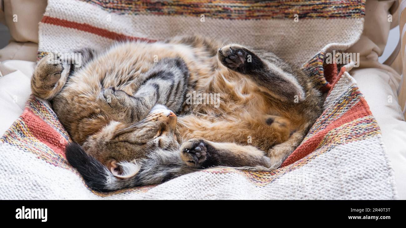 Funny Animal With Nap